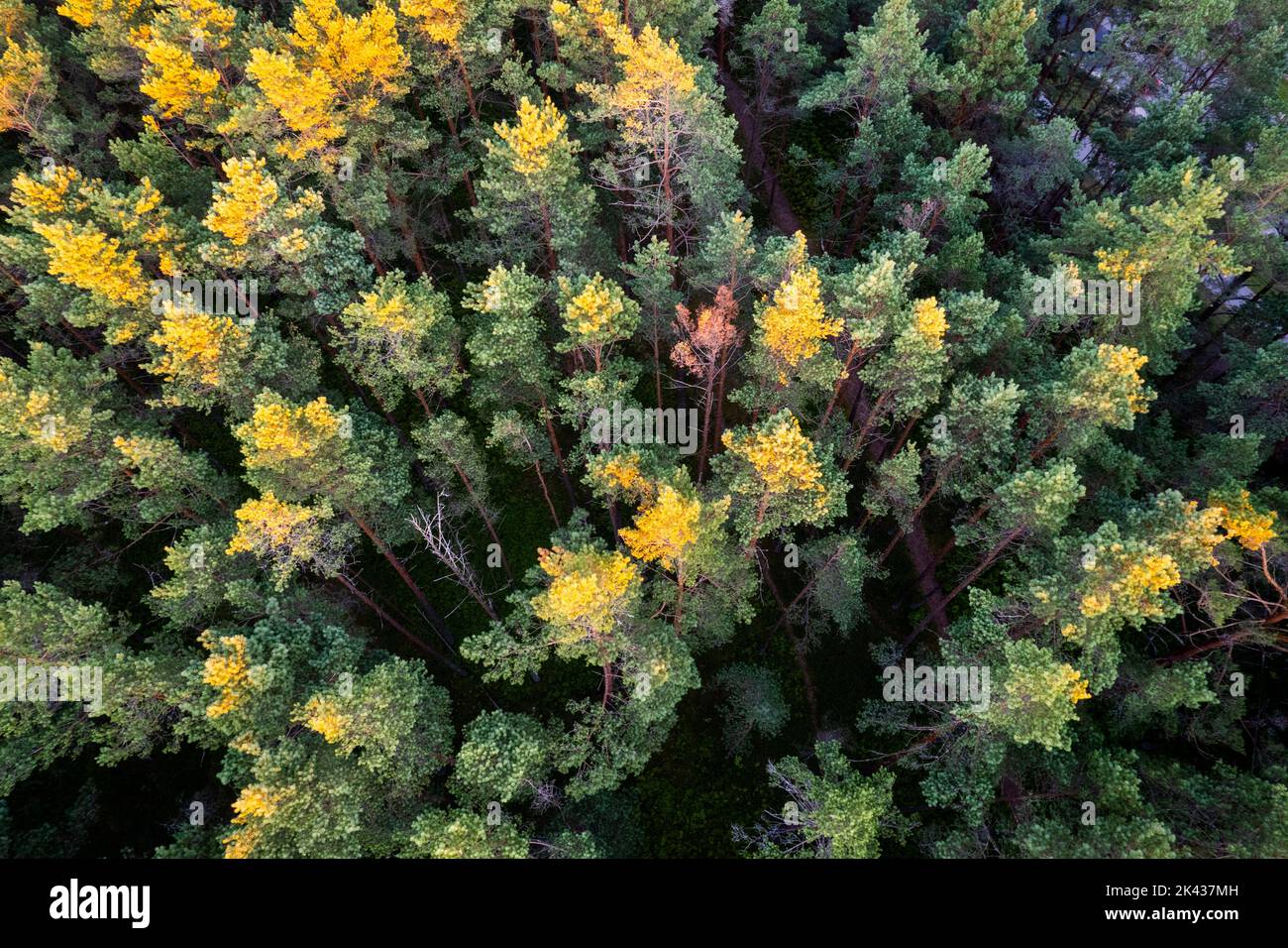 Drone aerial shot of green pine forests and spring birch groves with ...