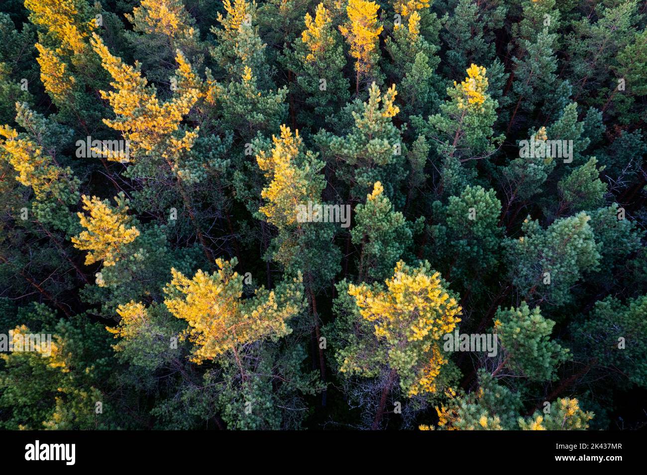 Drone aerial shot of green pine forests and spring birch groves with ...
