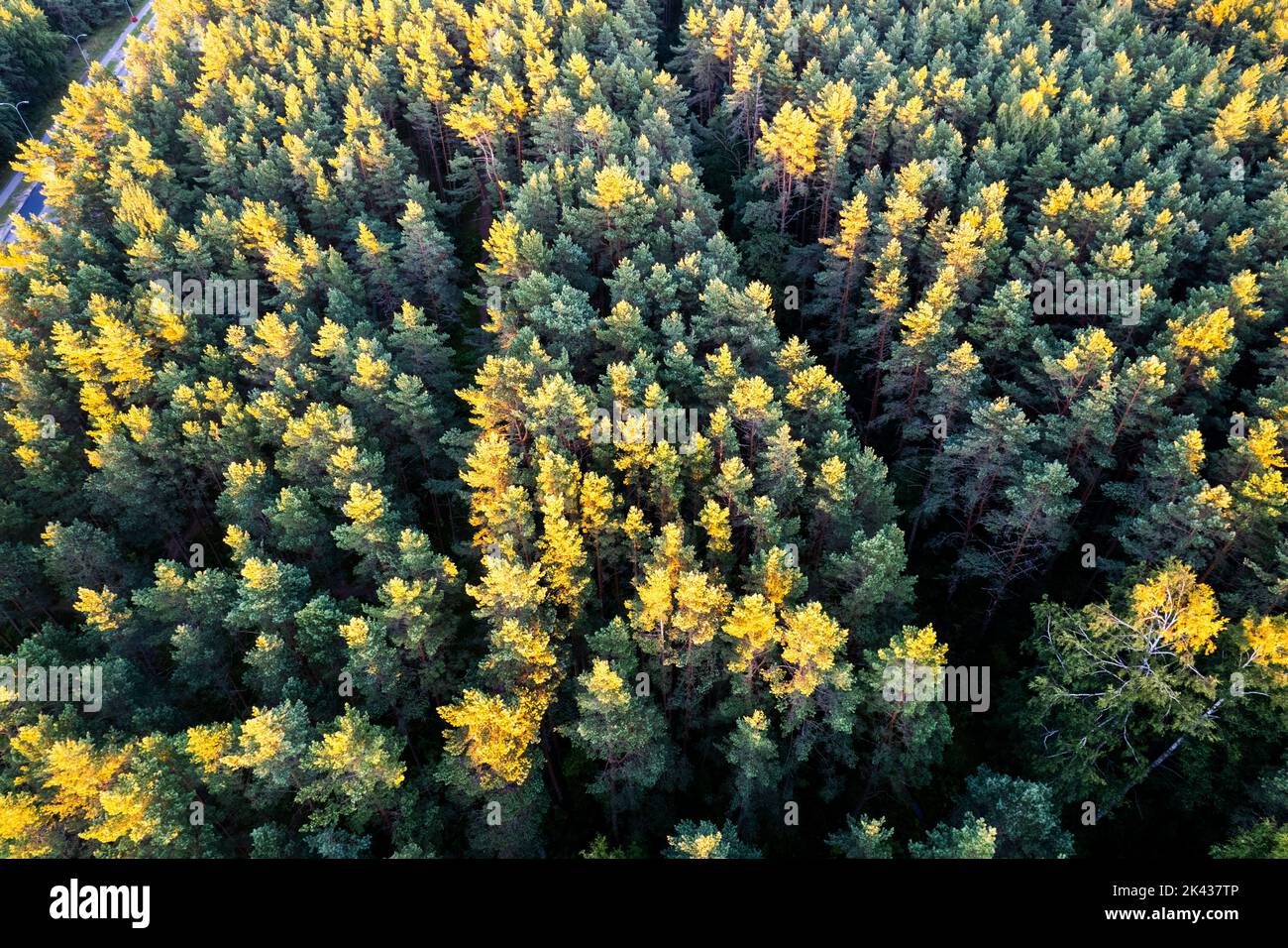 Drone aerial shot of green pine forests and spring birch groves with ...