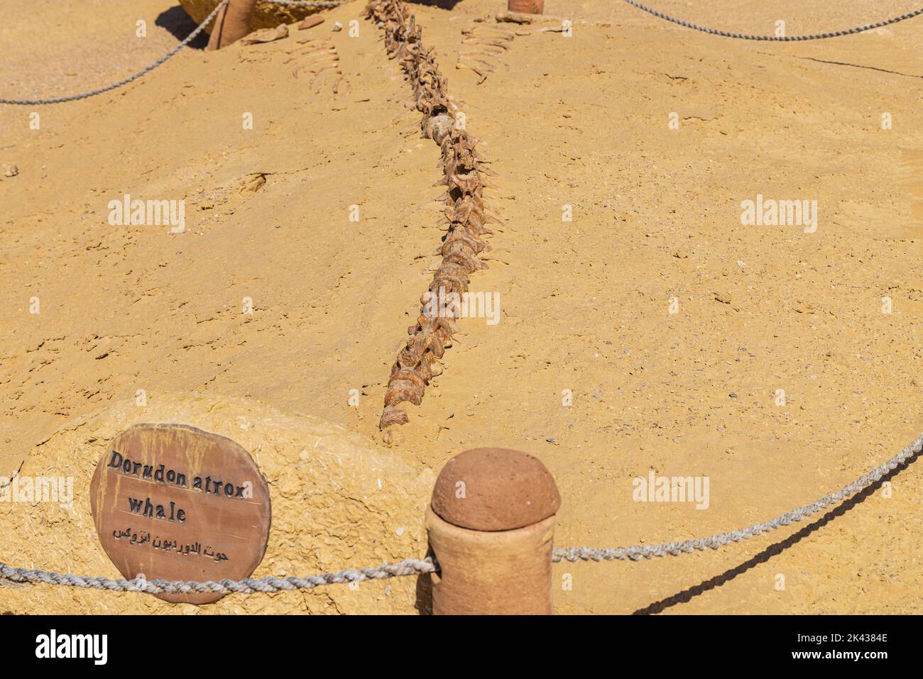 Wadi al Hitan, Faiyum, Egypt. February 20, 2022. Whale fossil on the ...