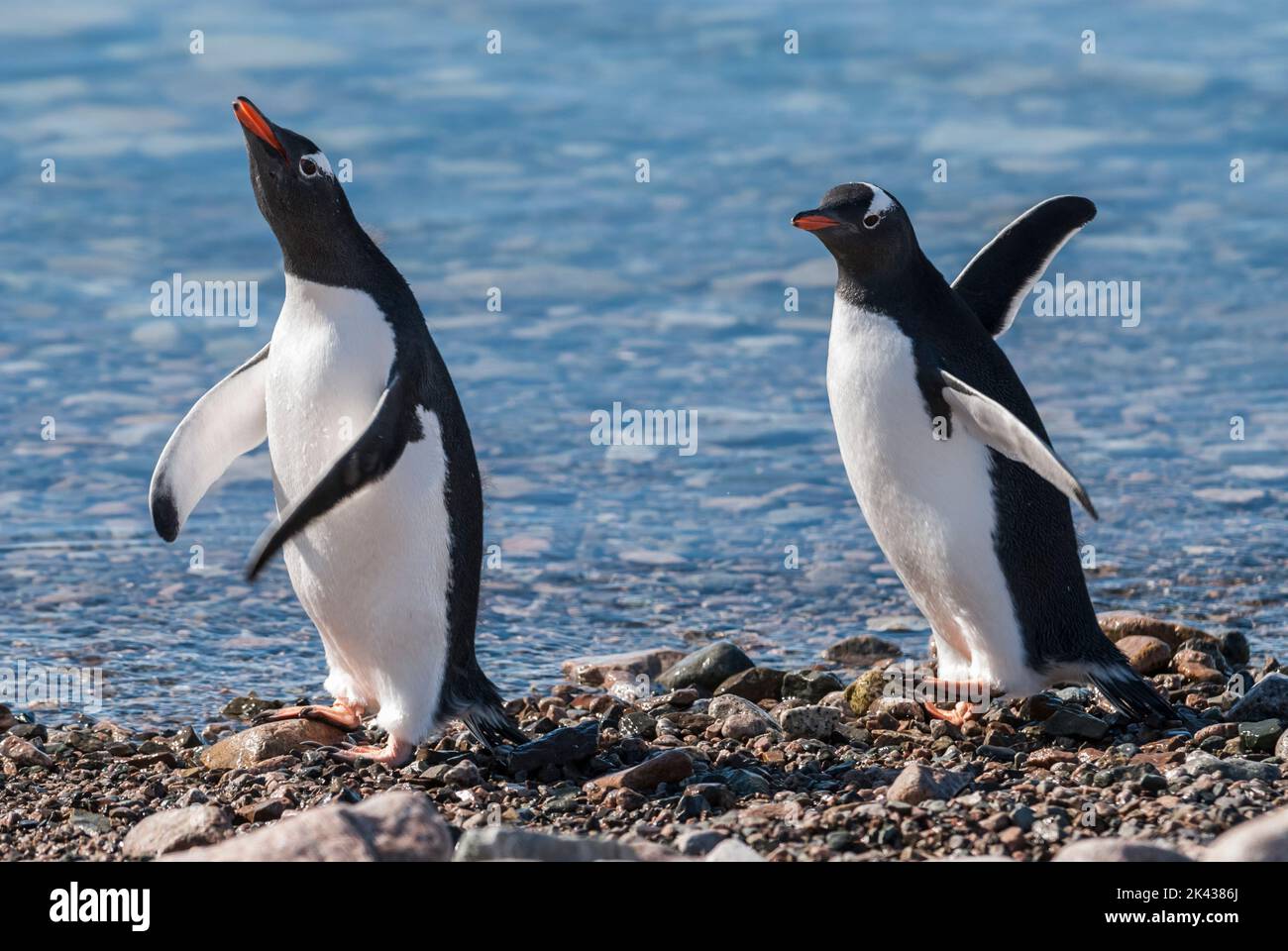 Gentoo penguin two specimens flapping their wings, Antarctic peninsula ...