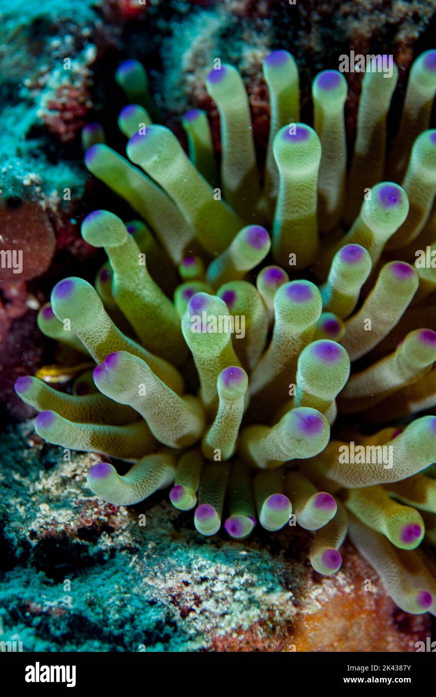 Caribbean sun anemone hi-res stock photography and images - Alamy