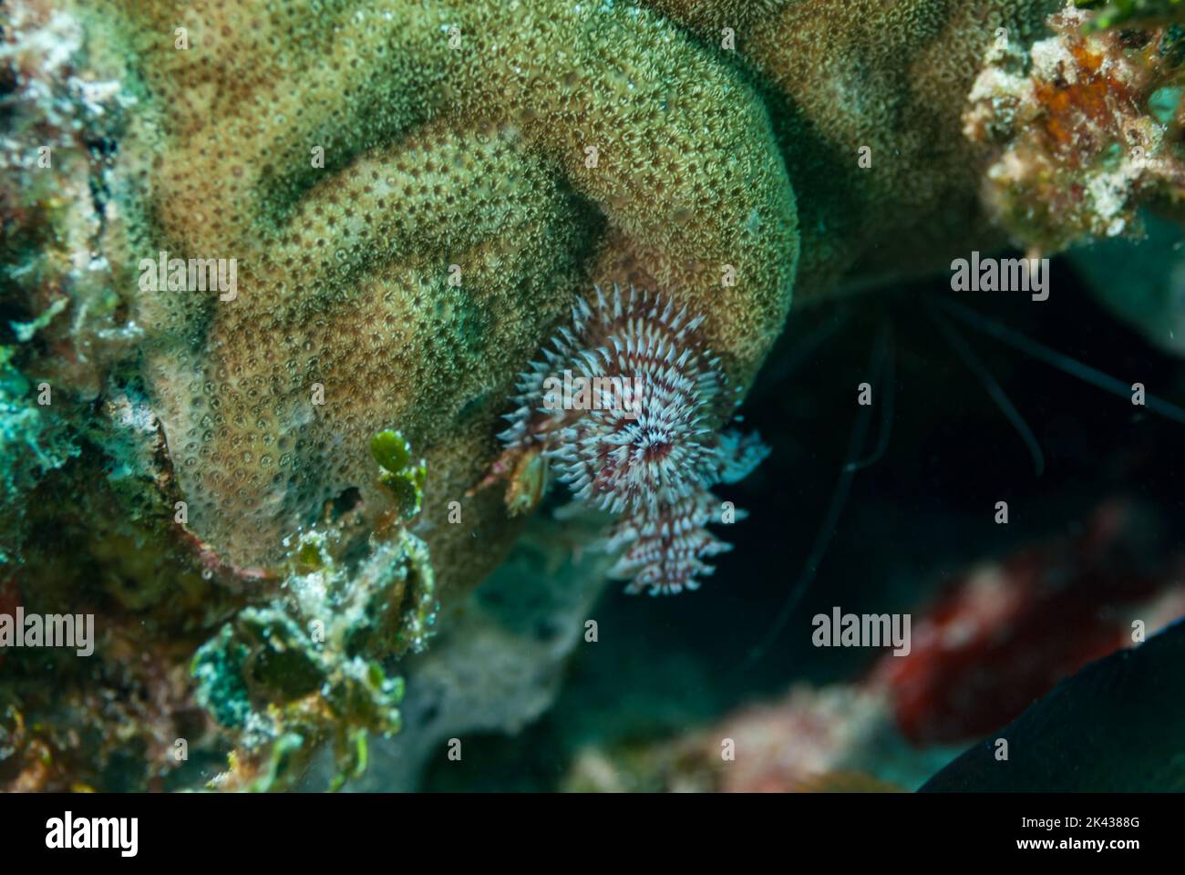 Spiral Gill Plumes | Christmas Tree Feather Dusters Stock Photo - Alamy