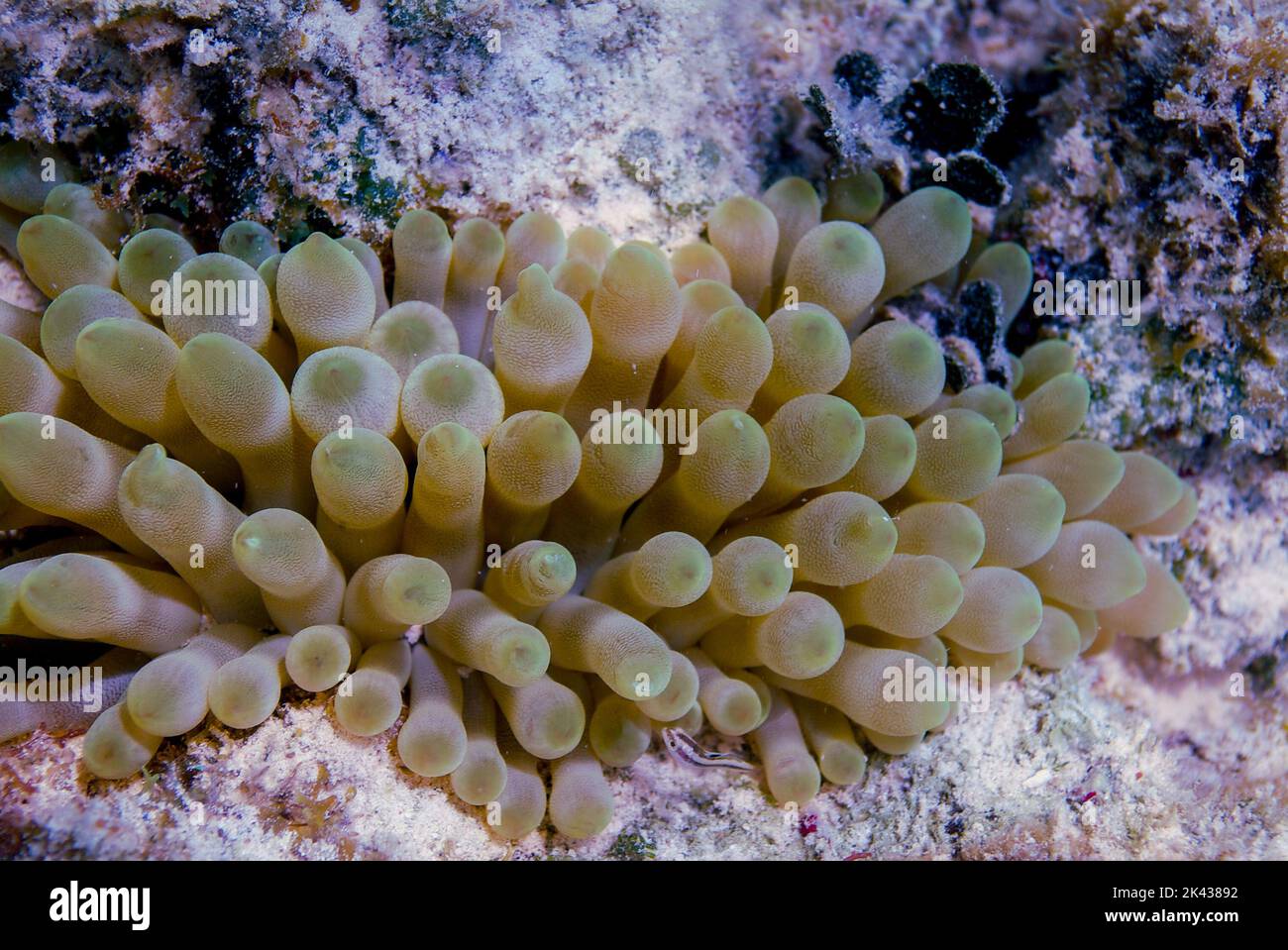 Anemone on the Reef Stock Photo - Alamy