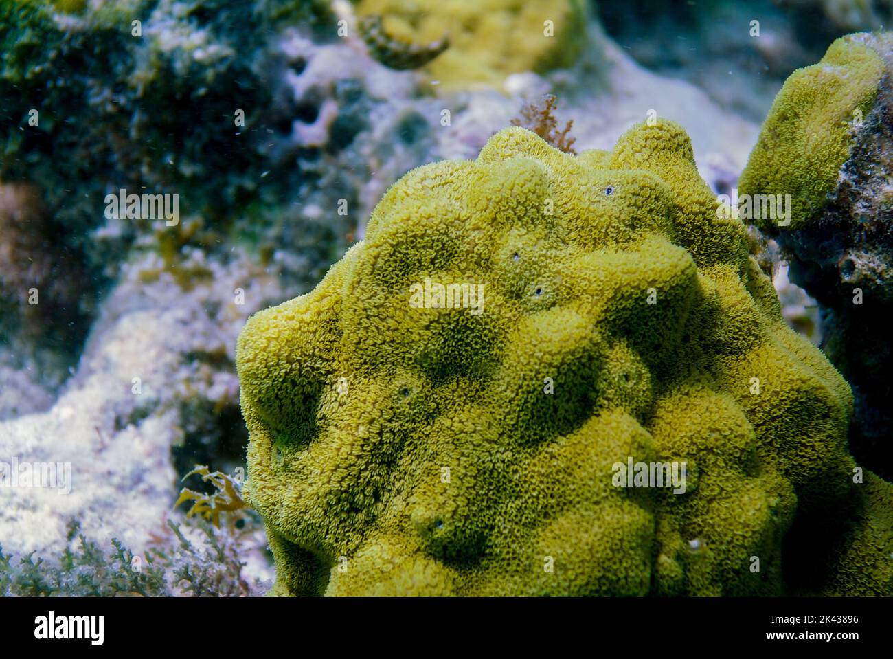 Corail coral hi-res stock photography and images - Alamy