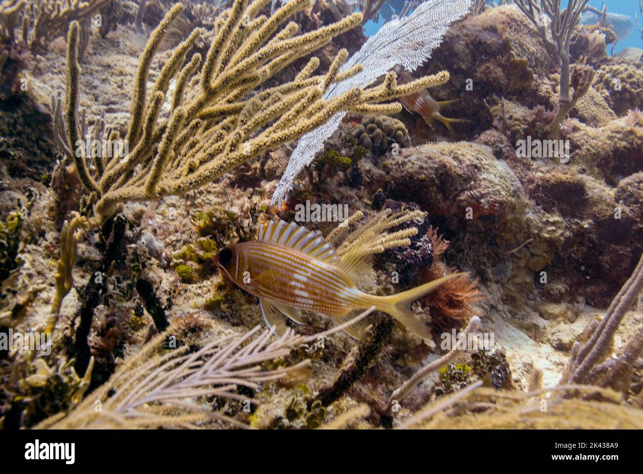 Longspine Squirrelfish on the Reef Stock Photo - Alamy