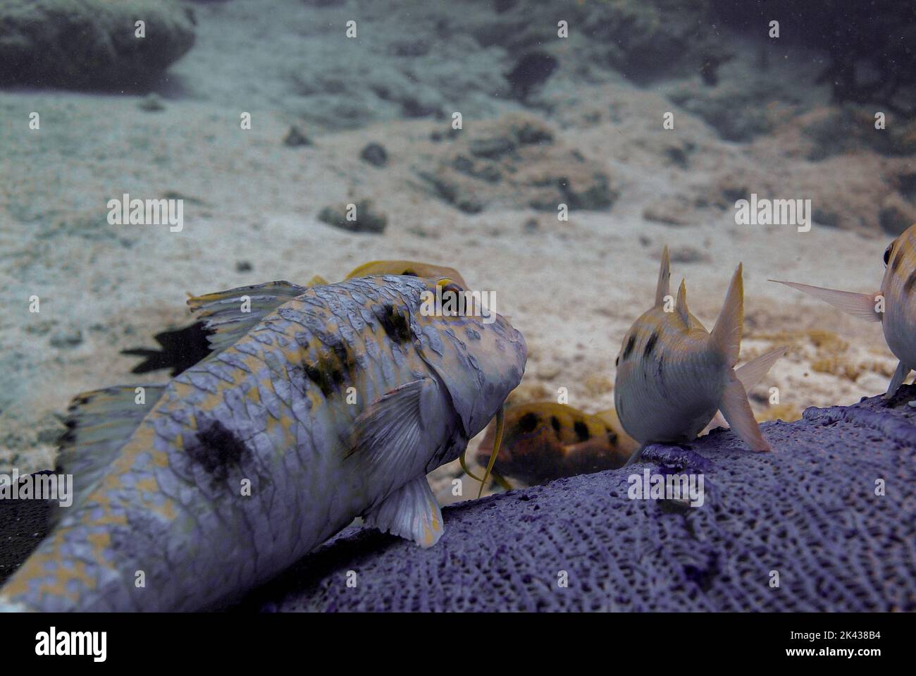 Spotted goatfish hi-res stock photography and images - Alamy