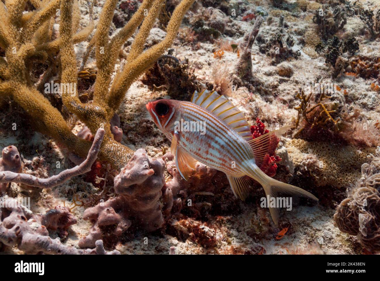 Squirefish hi-res stock photography and images - Alamy