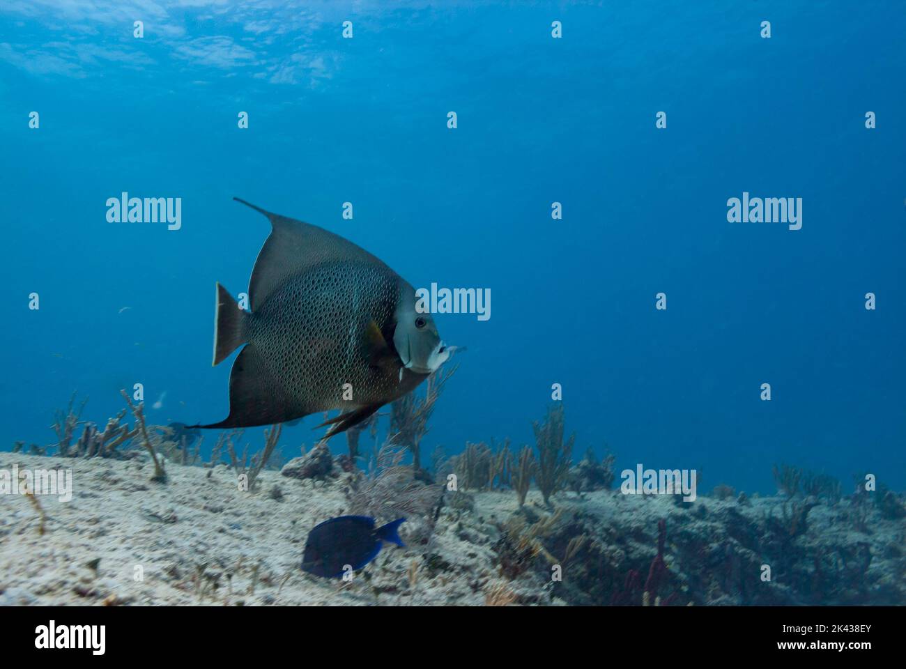 Coral reef grey angelfish scuba hi-res stock photography and images - Alamy