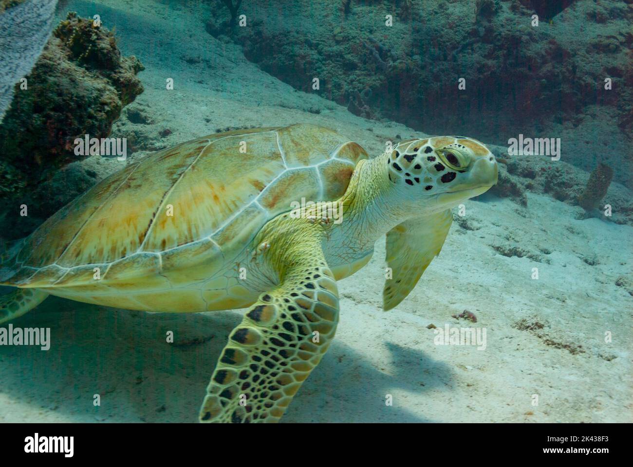 Green sea turtle Stock Photo - Alamy