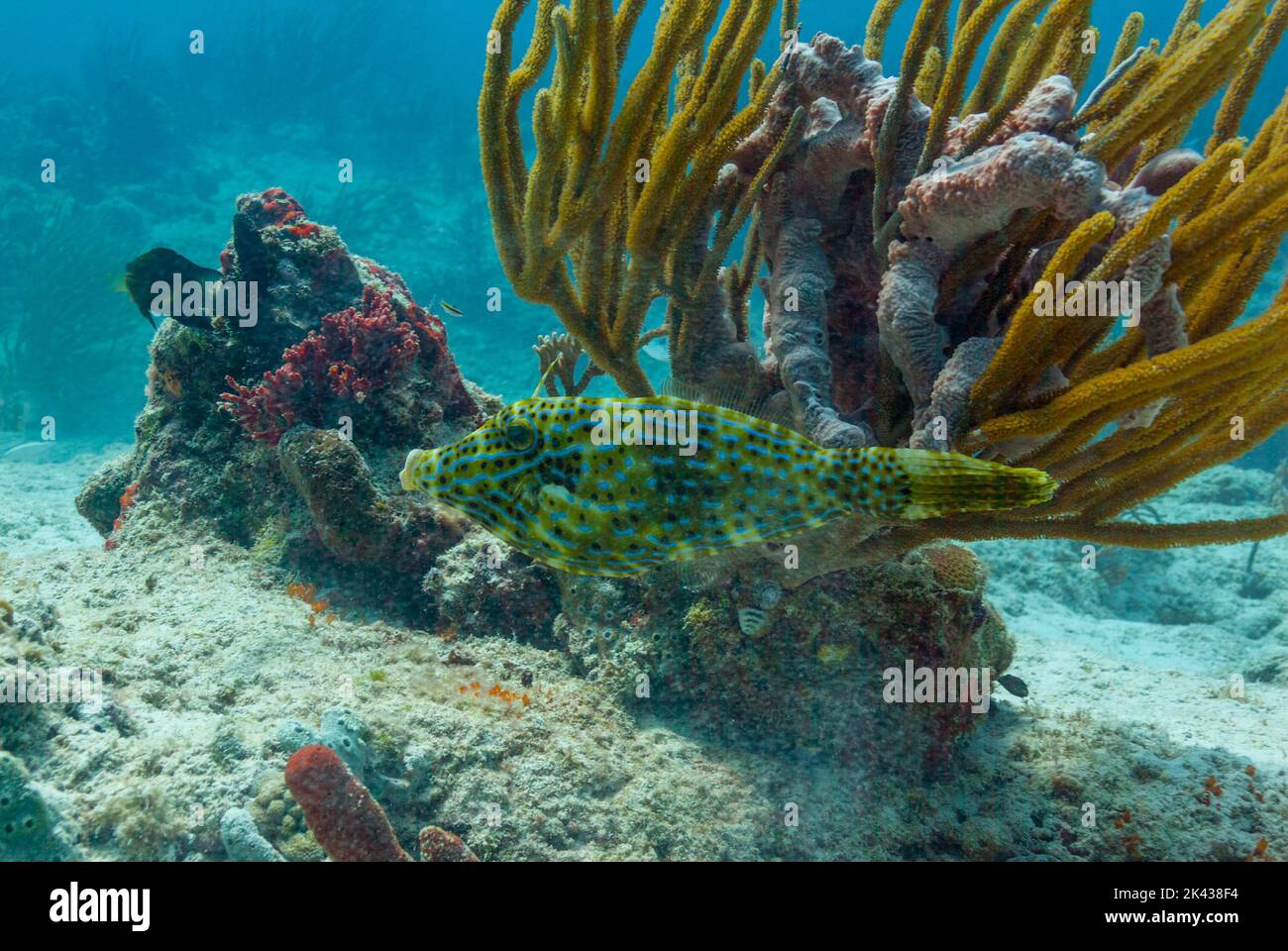 Caribbean filefish hi-res stock photography and images - Alamy