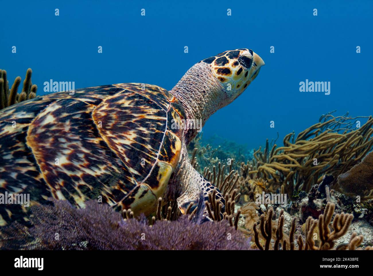 Leatherback Turtle on the Reef Stock Photo - Alamy