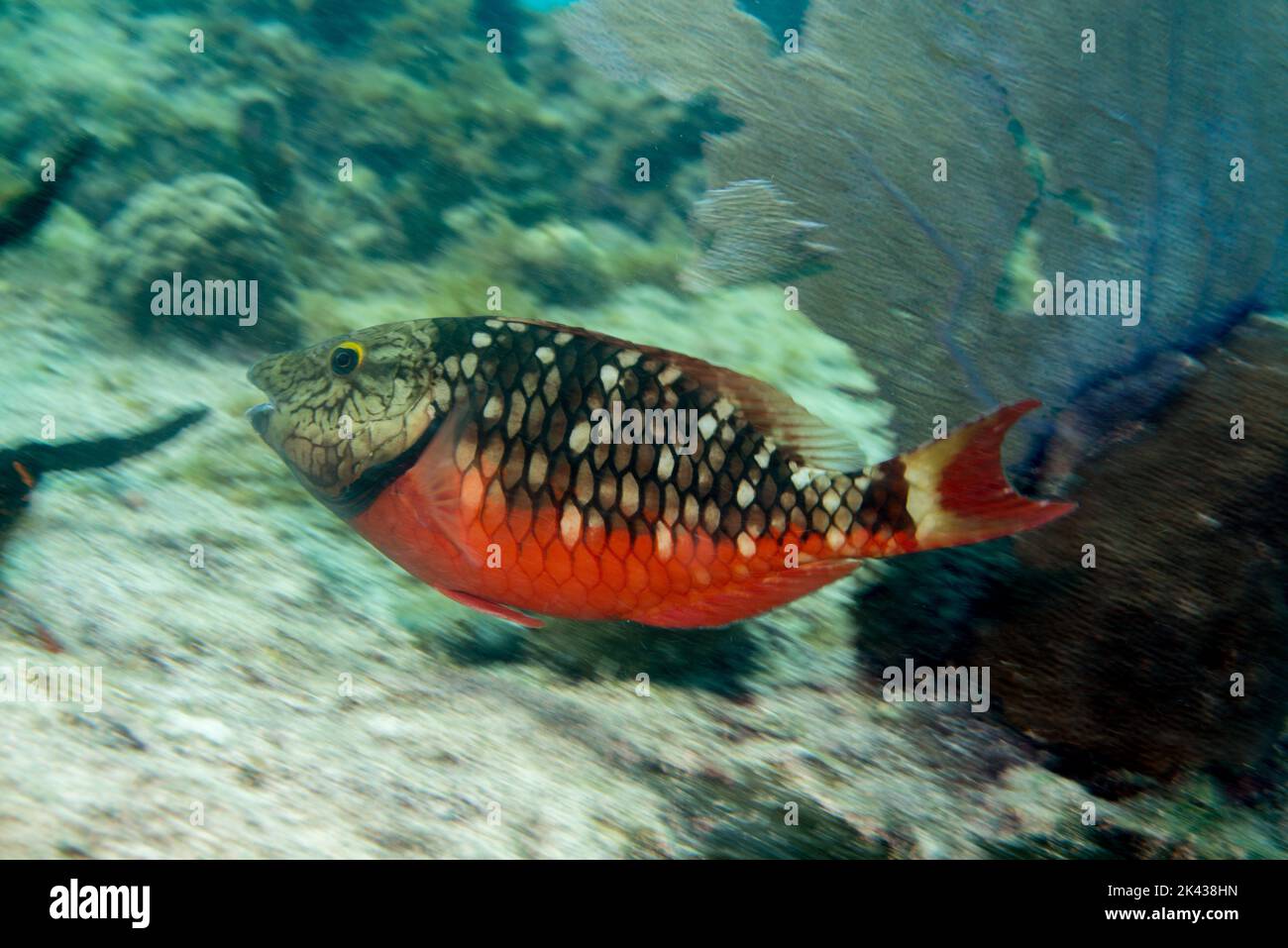 Spotlight parrotfish hi-res stock photography and images - Alamy