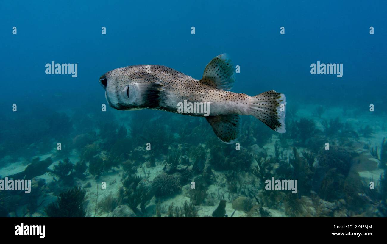 Sharpnose Puffer on the Reef Stock Photo - Alamy