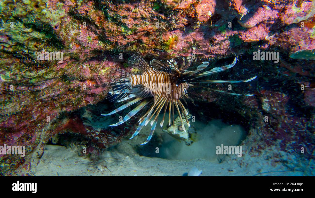 Lionfish in the Reef Stock Photo - Alamy