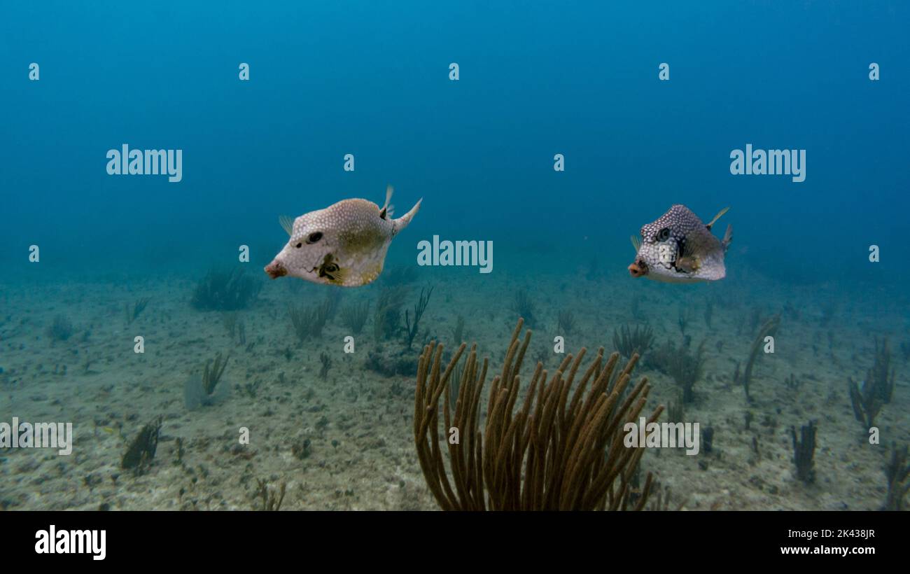 Smooth trunkfish hi-res stock photography and images - Alamy