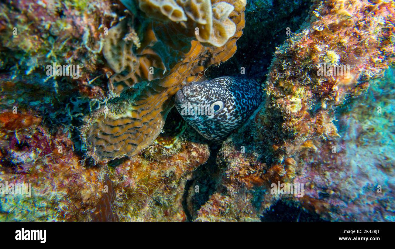Spotted Moray Eel Stock Photo - Alamy