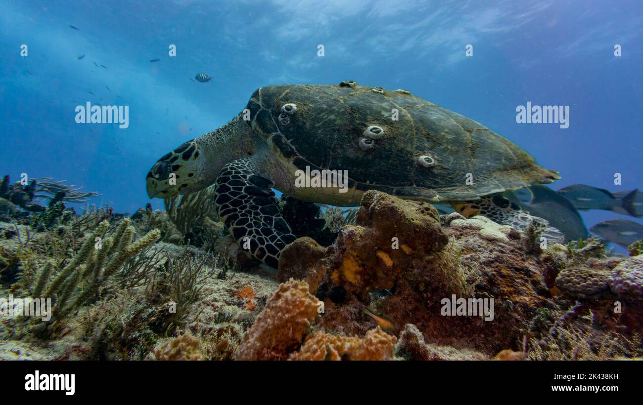 Leatherback Turtle on the Reef Stock Photo - Alamy