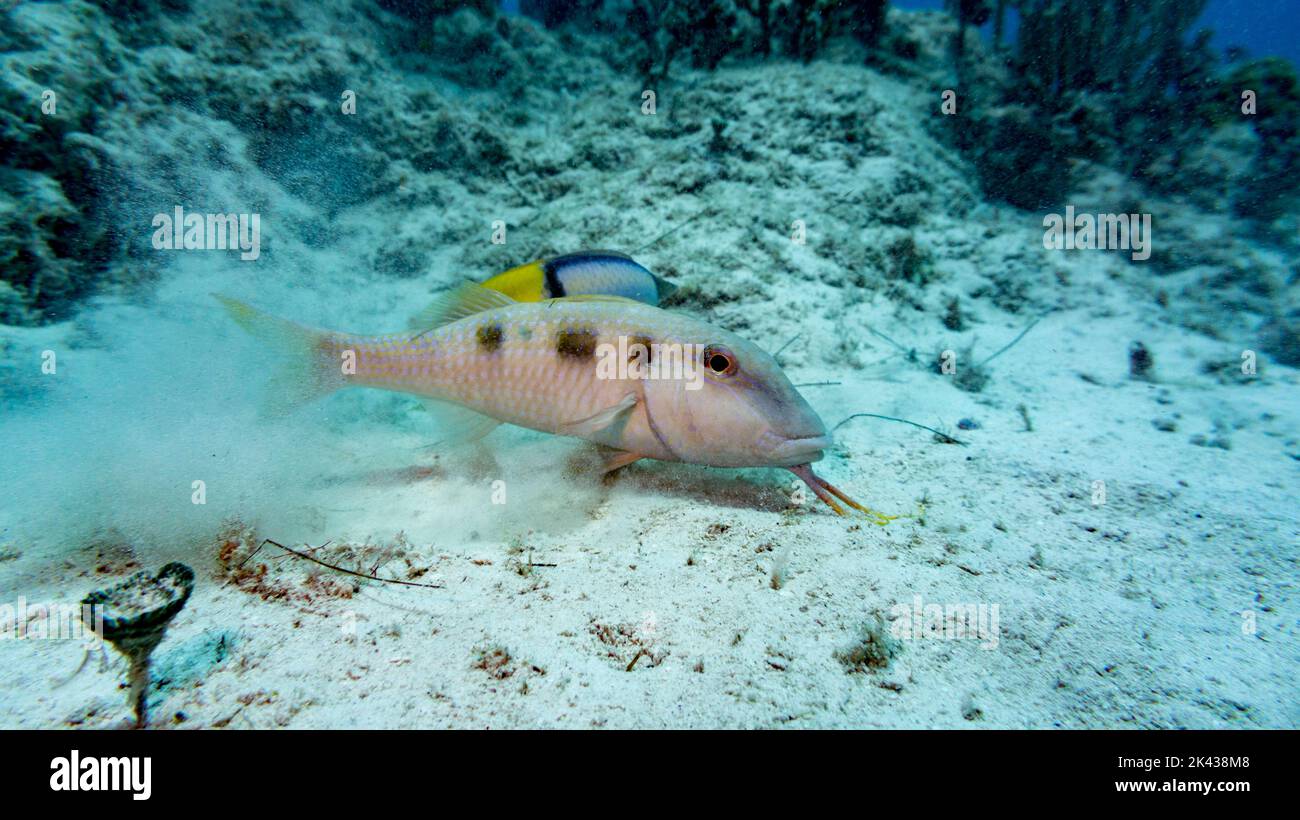 Spotted goatfish hi-res stock photography and images - Alamy