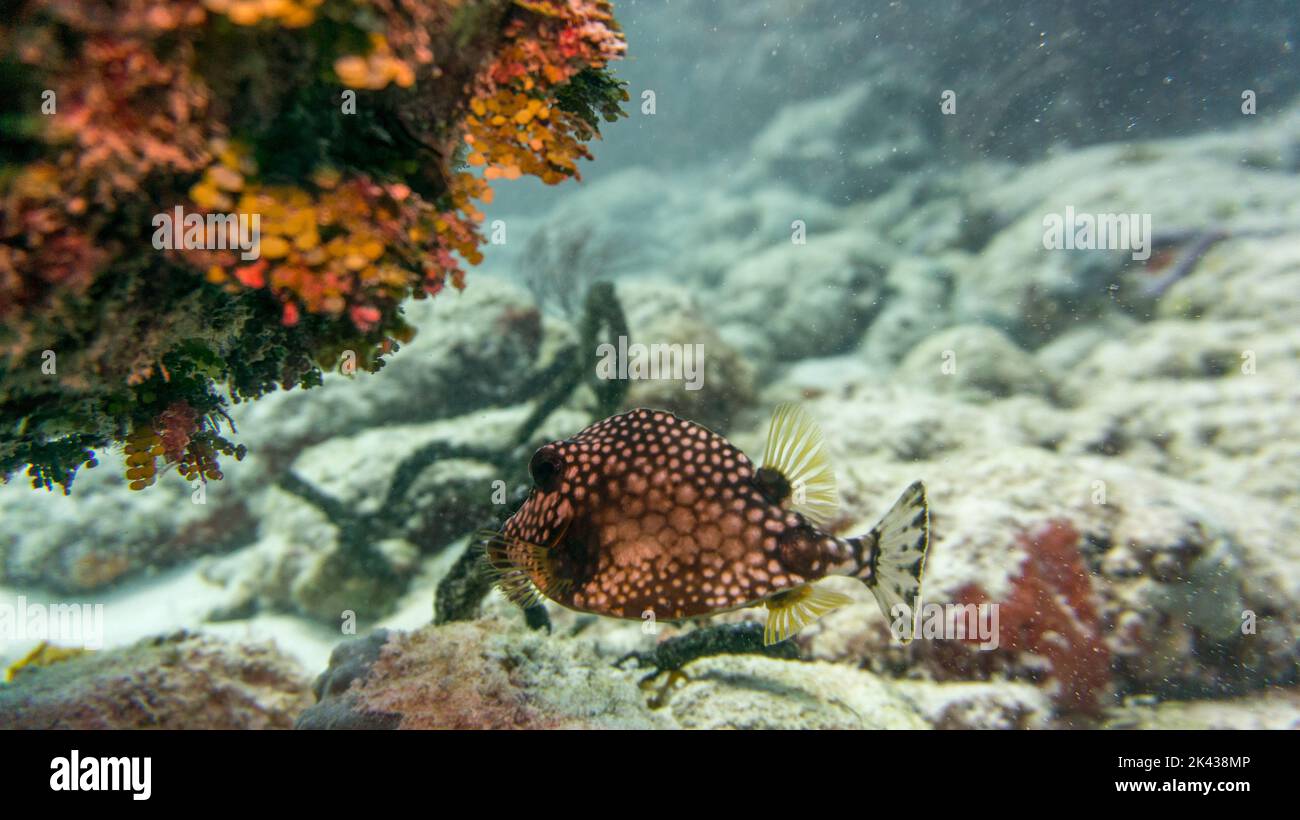 Smooth Trunkfish on the Reef Stock Photo - Alamy