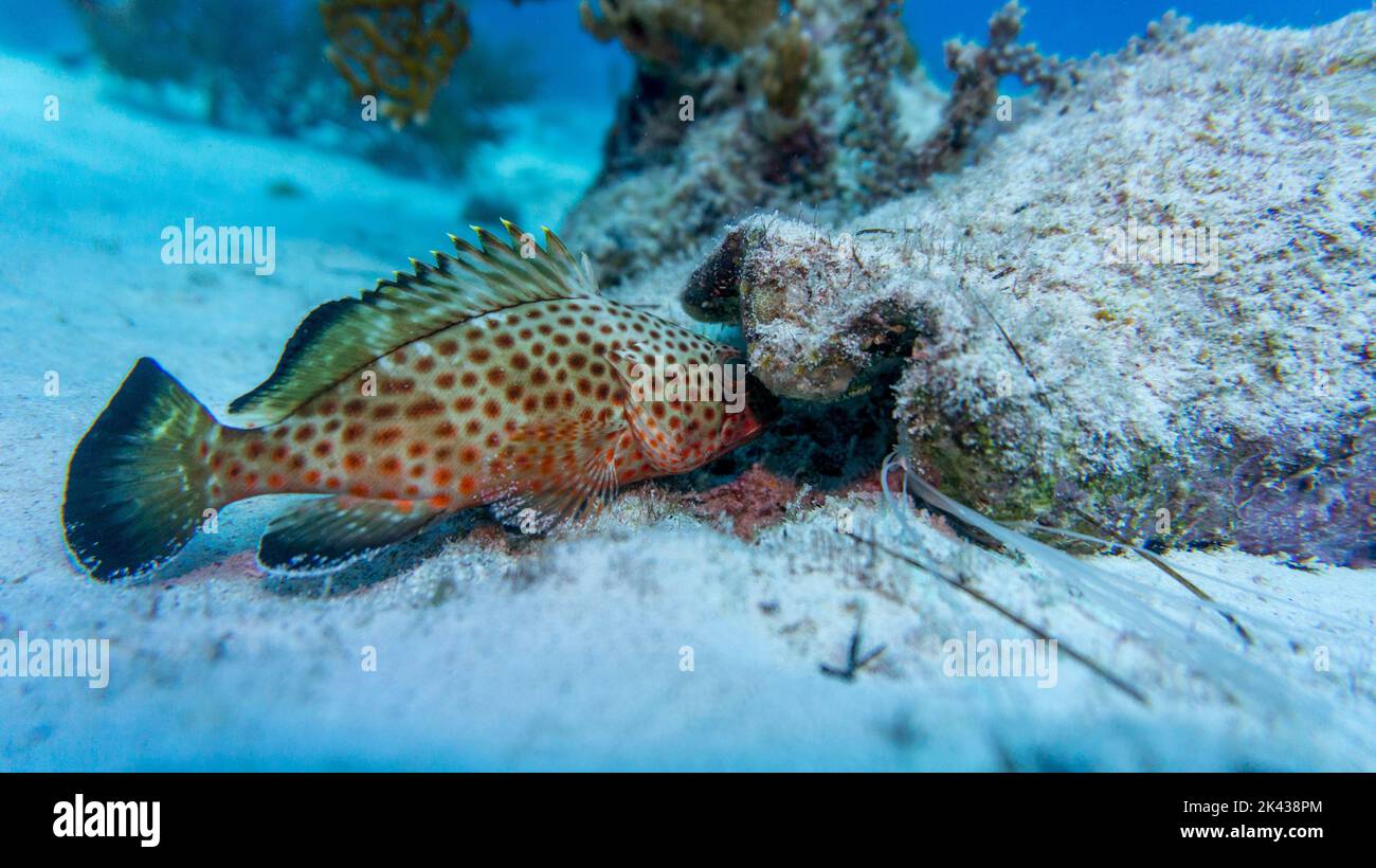 Tiger Grouper on the Reef Stock Photo - Alamy