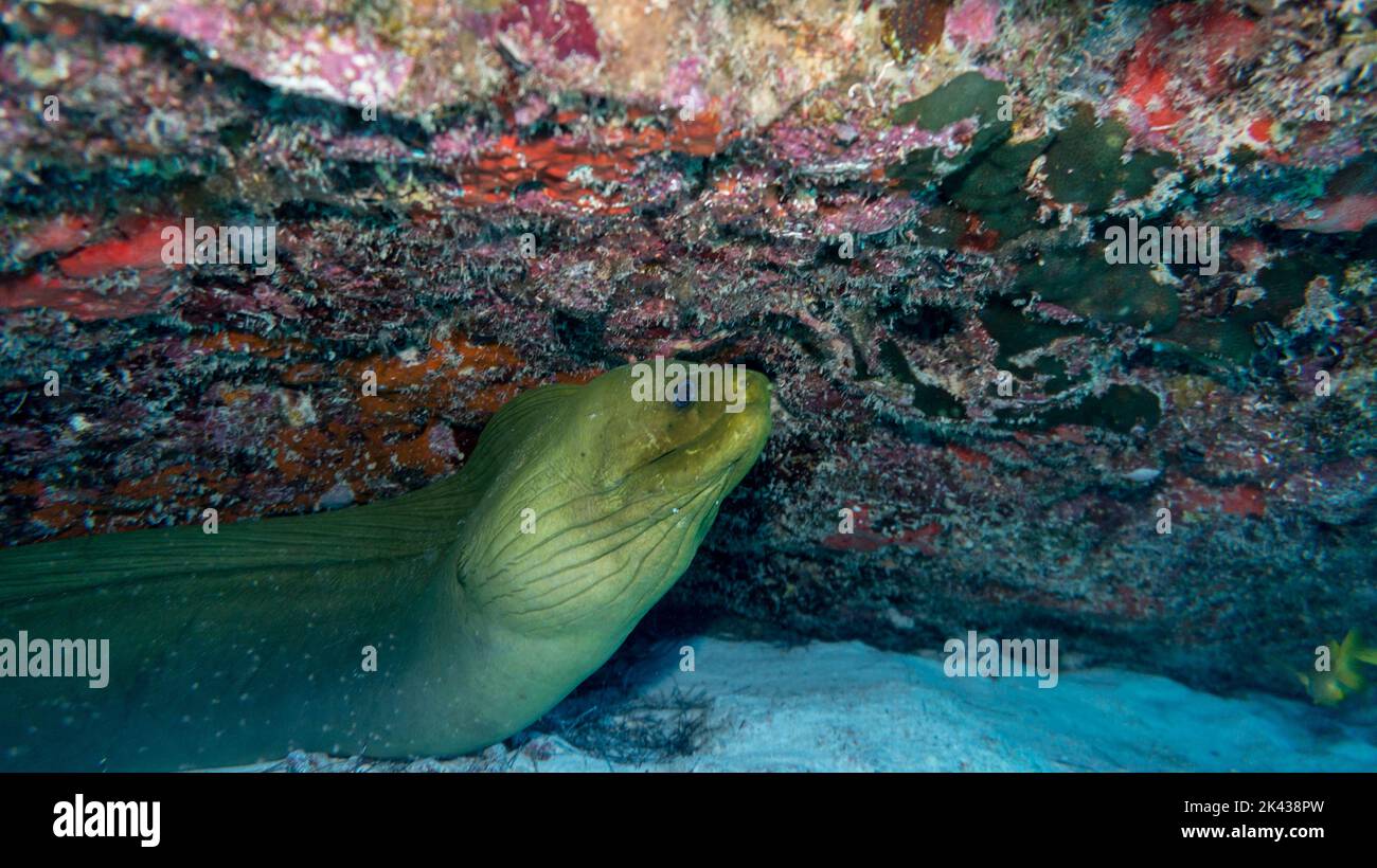 Green Moray Eel Stock Photo - Alamy