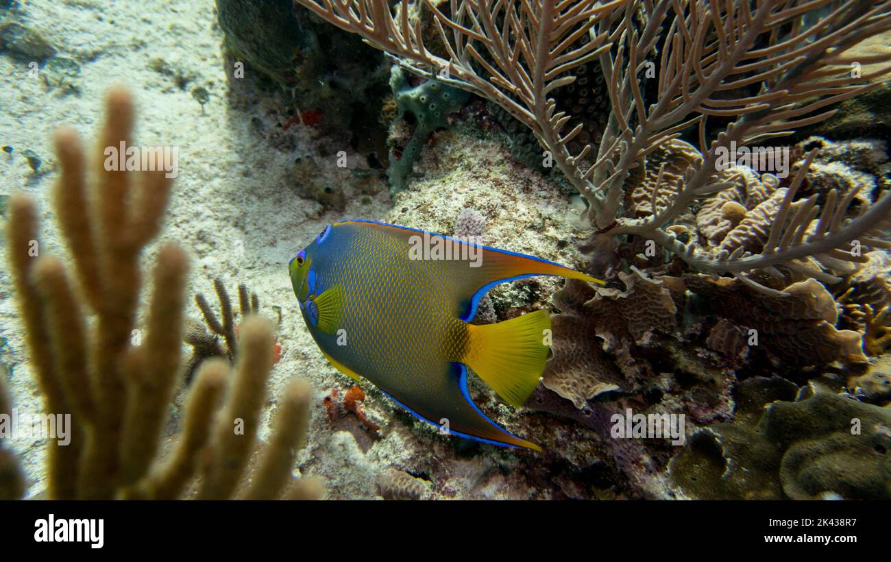 Queen angelfish marine life sea hi-res stock photography and images - Alamy
