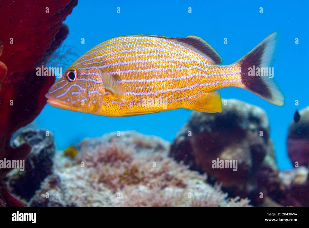 Get your grunt on hi-res stock photography and images - Alamy