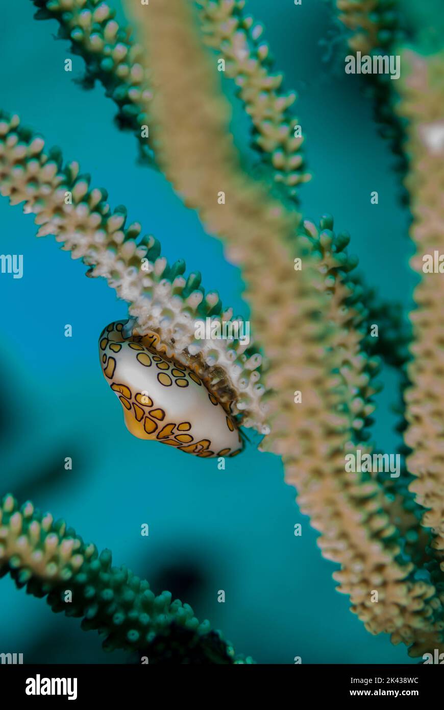 Cyphoma hi-res stock photography and images - Alamy