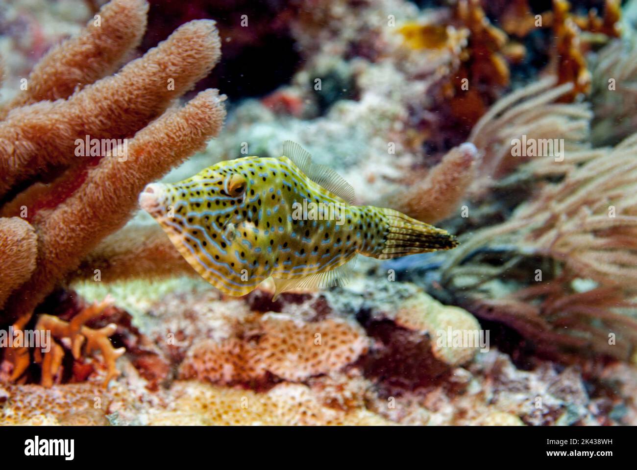 Scrawled Filefish in the reef Stock Photo - Alamy