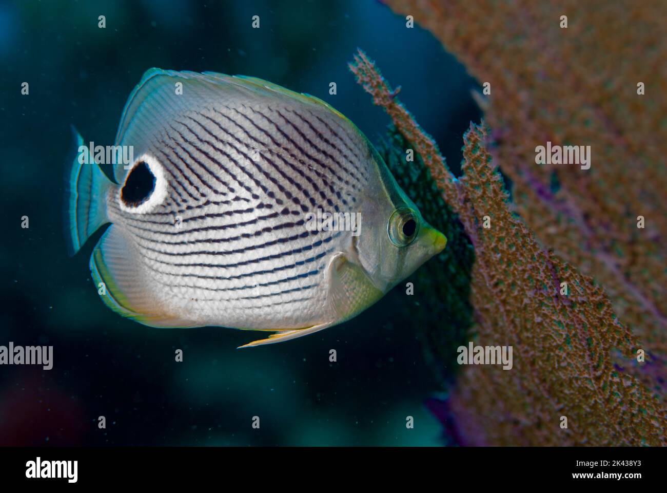Butterflyfish caribbean hi-res stock photography and images - Alamy