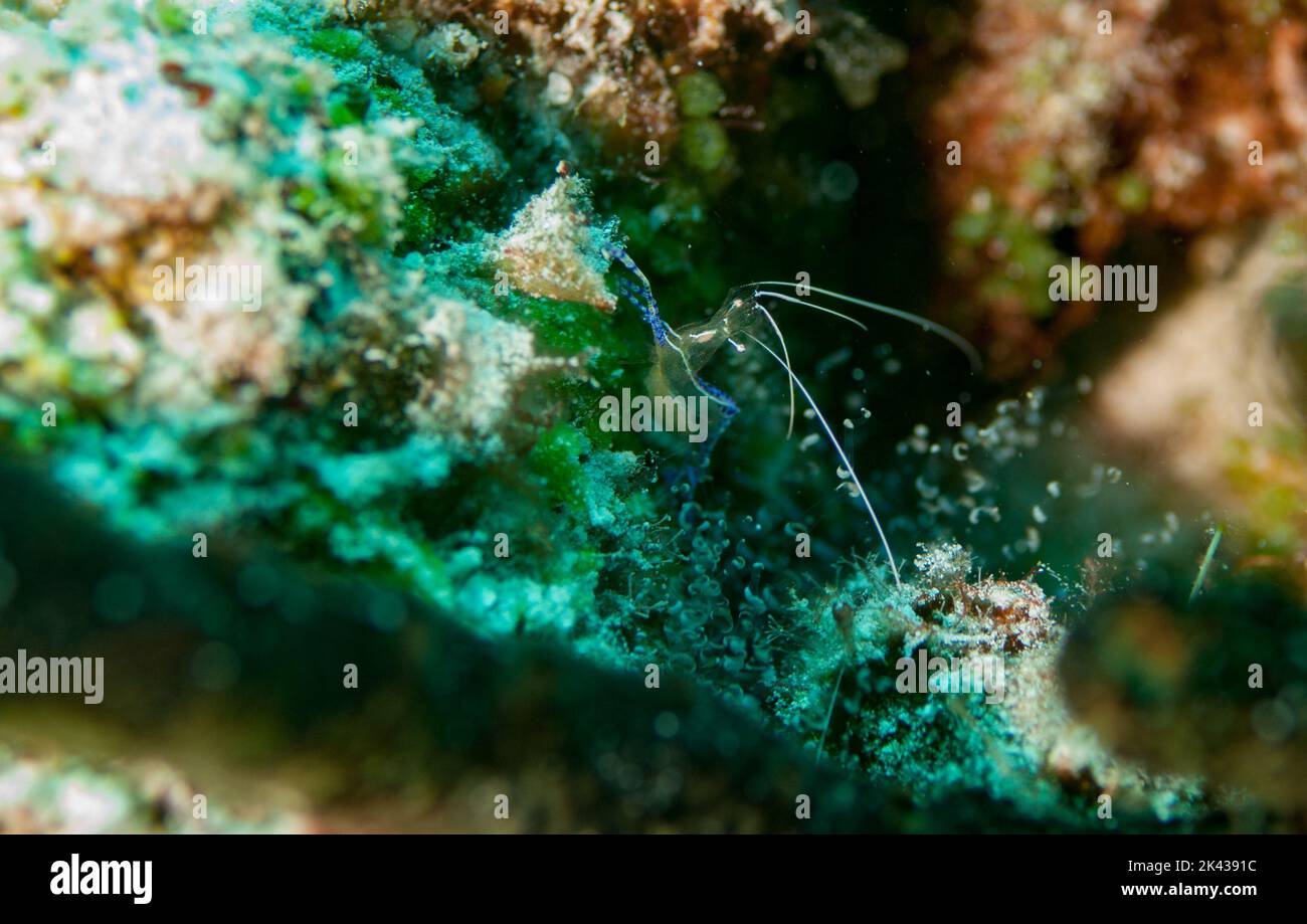 Shrimp in the reef Stock Photo - Alamy