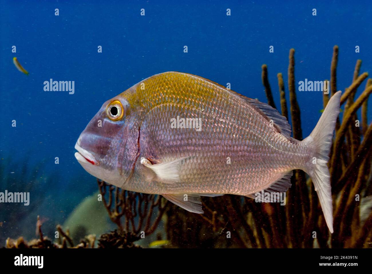 Gorette blanche hi-res stock photography and images - Alamy