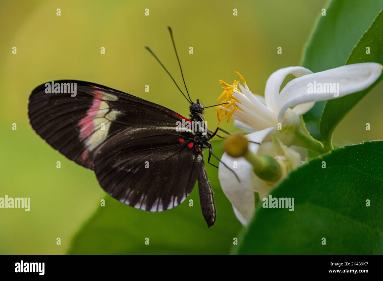 Laparus Doris Butterfly Stock Photo - Alamy