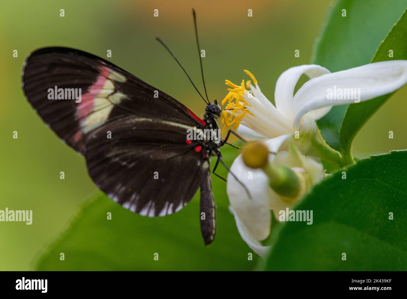 Laparus Doris Butterfly Stock Photo - Alamy