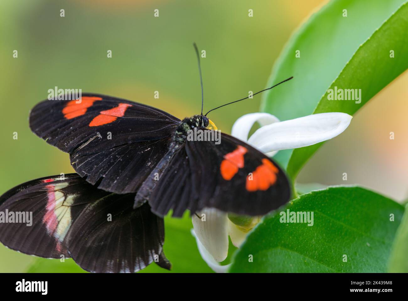 Laparus hi-res stock photography and images - Alamy