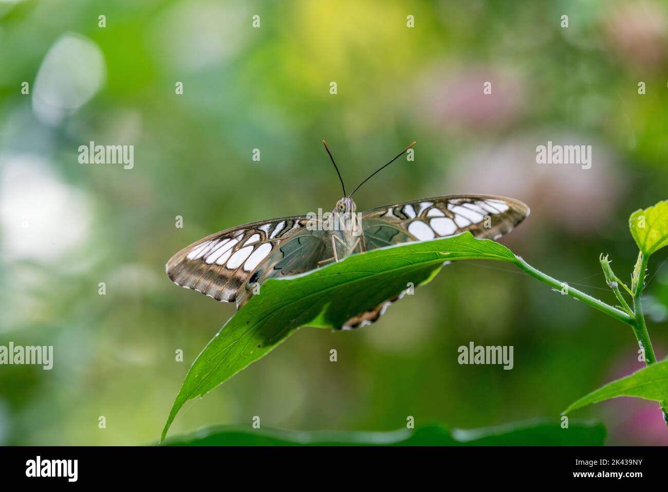 Spider eating an insect Stock Photo - Alamy