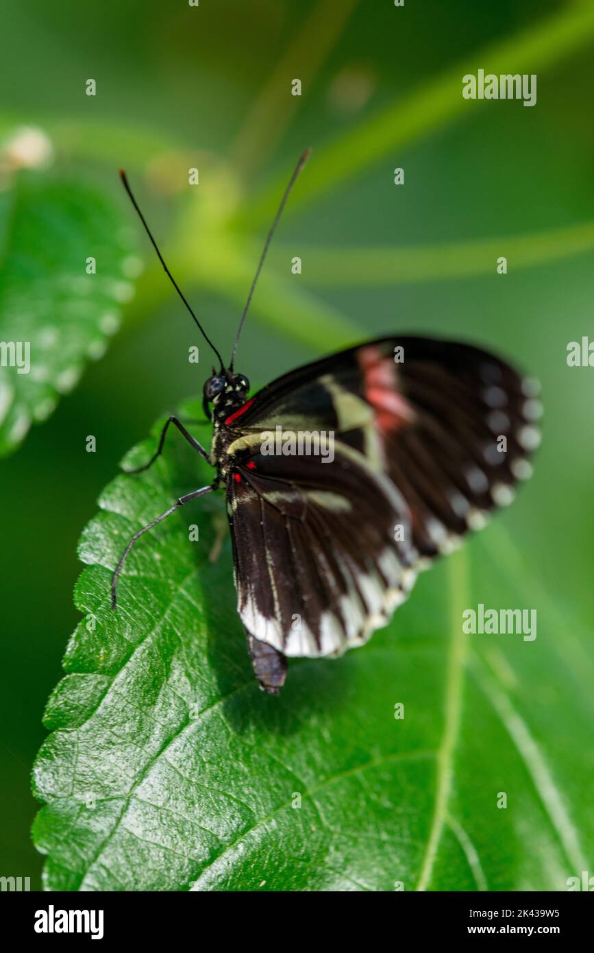 Laparus Doris Butterfly Stock Photo - Alamy