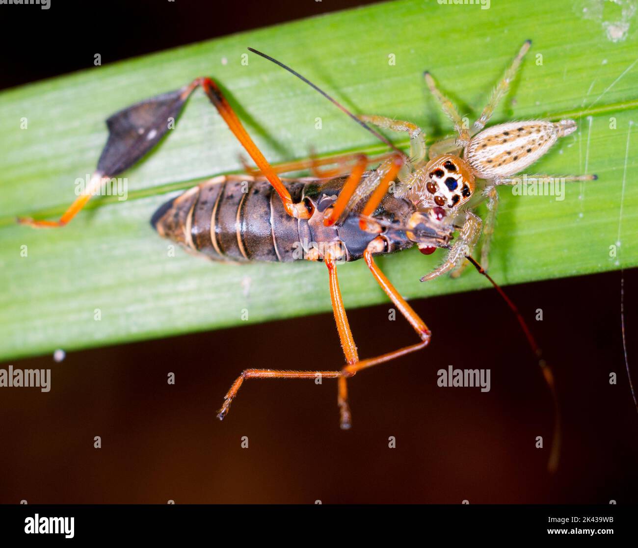 Spider eating an insect Stock Photo - Alamy