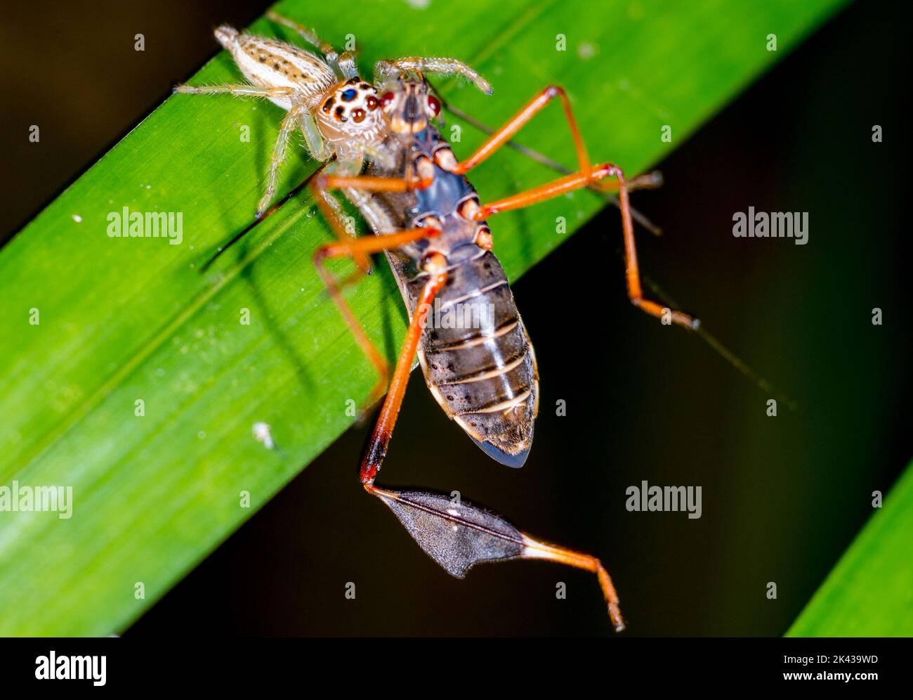 Spider eating an insect Stock Photo - Alamy