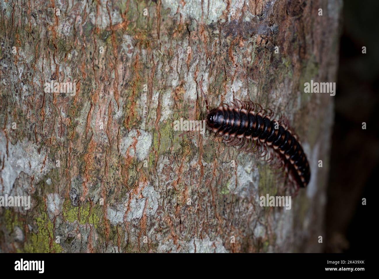 Black Caterpillar on a tree Stock Photo - Alamy