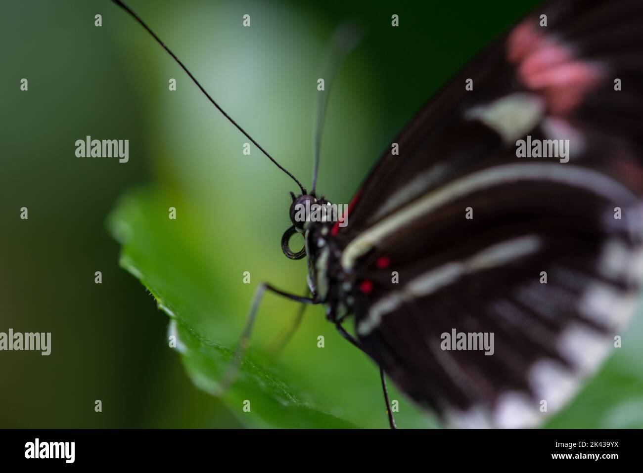 Laparus Doris Butterfly Stock Photo - Alamy