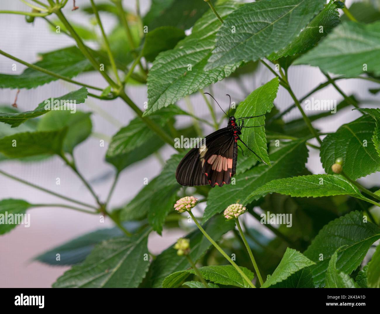 Laparus Doris Butterfly Stock Photo - Alamy