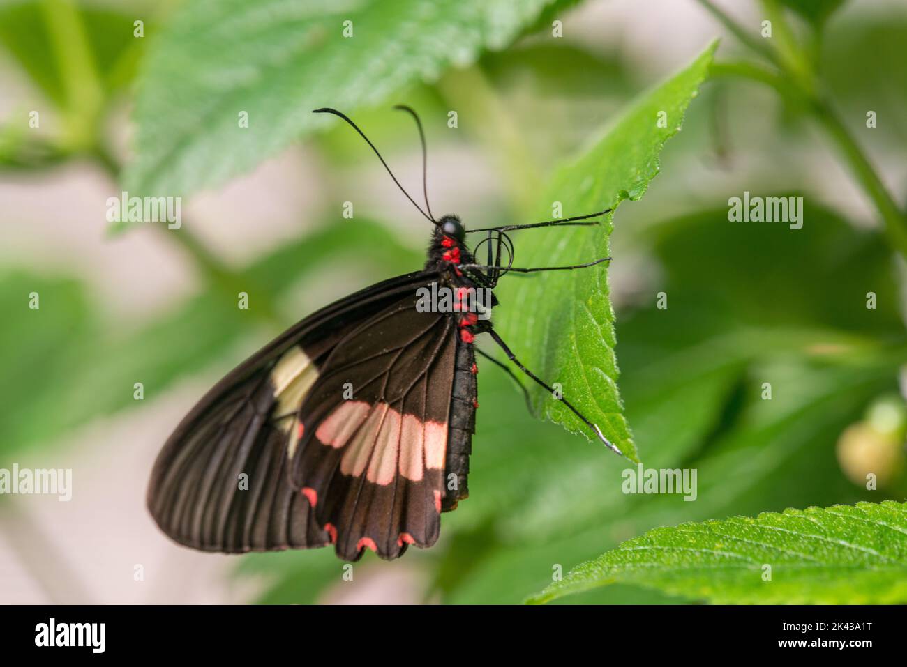 Laparus Doris Butterfly Stock Photo - Alamy