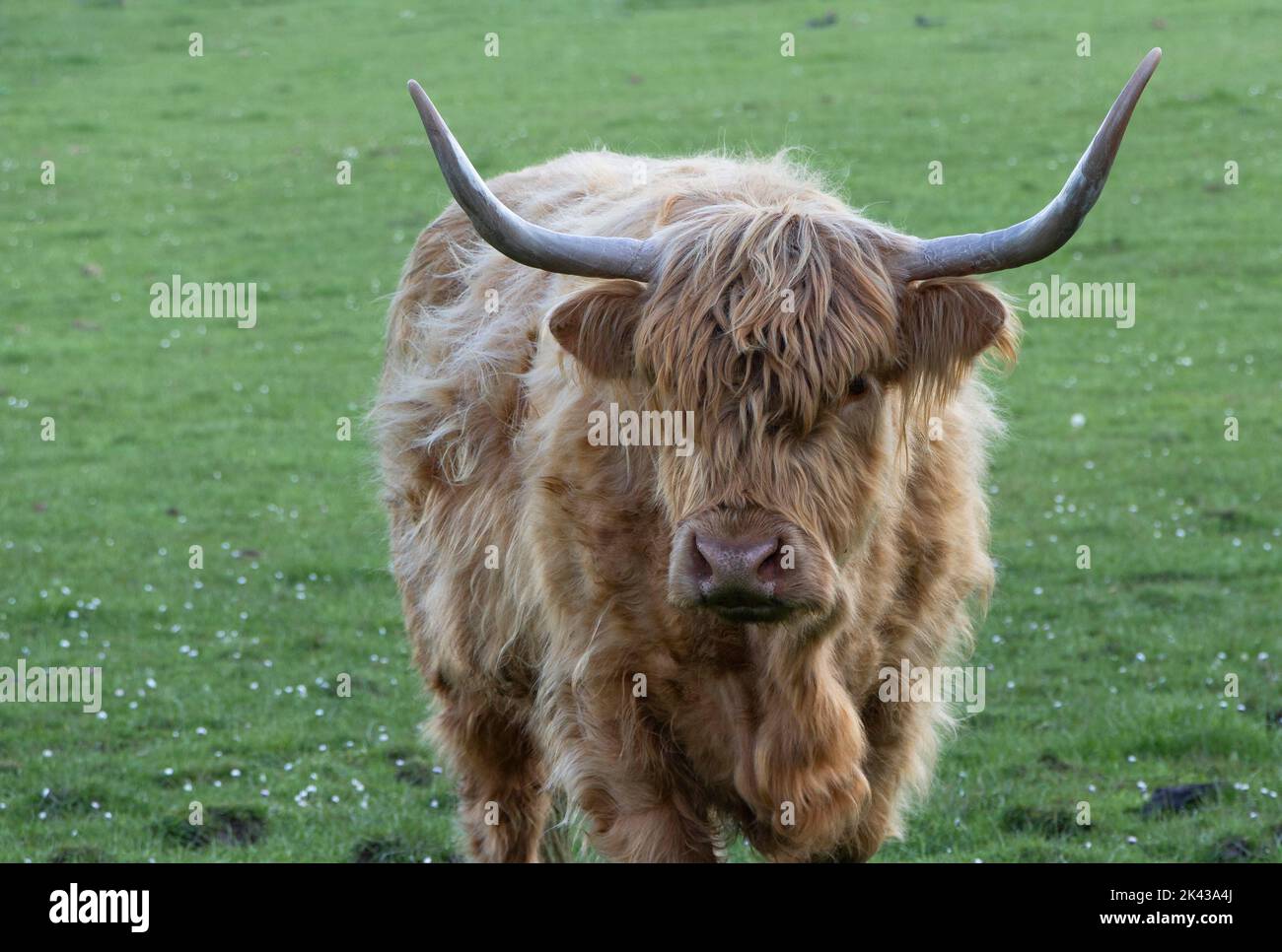Highland cow in a green field with large horns and heavy coat Stock ...