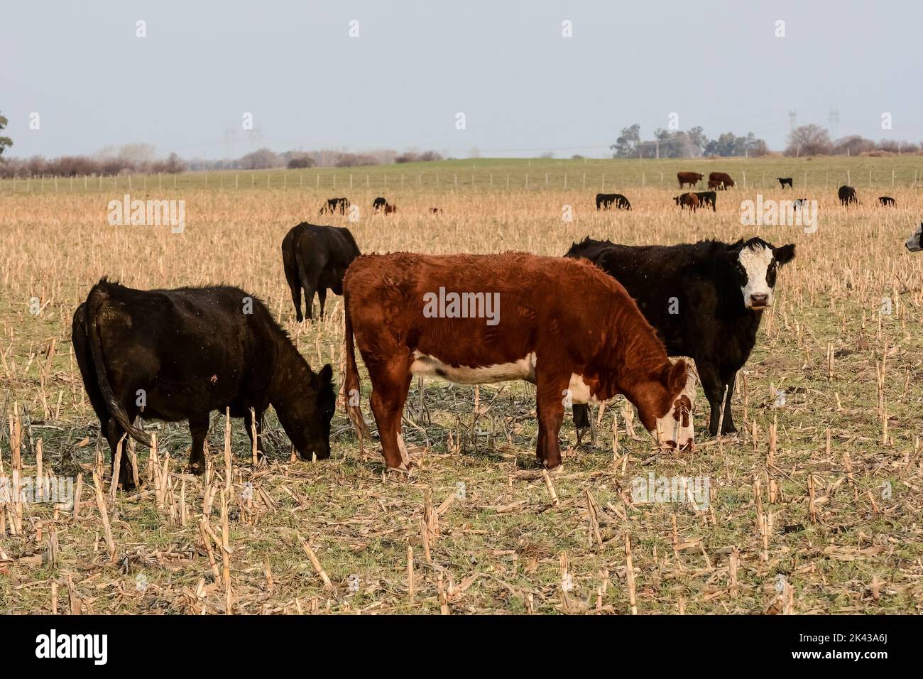 Cows raised with natural pastures, meat production in the Argentine ...