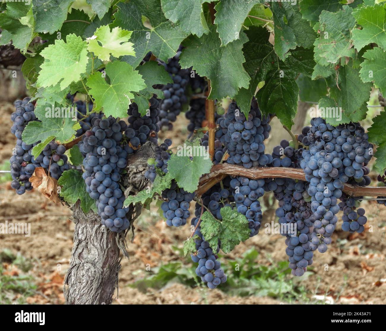 Bunches of black grapes hanging on a vine with green foliage and a ...