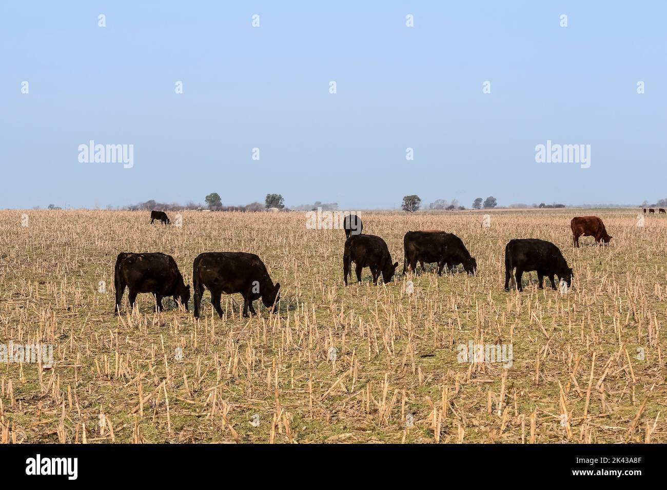 Cows raised with natural pastures, meat production in the Argentine ...