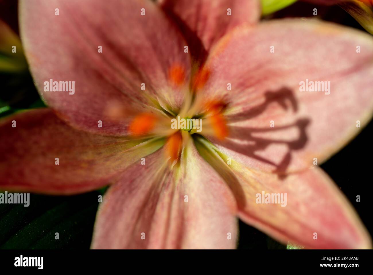 Light pink lily hi-res stock photography and images - Alamy