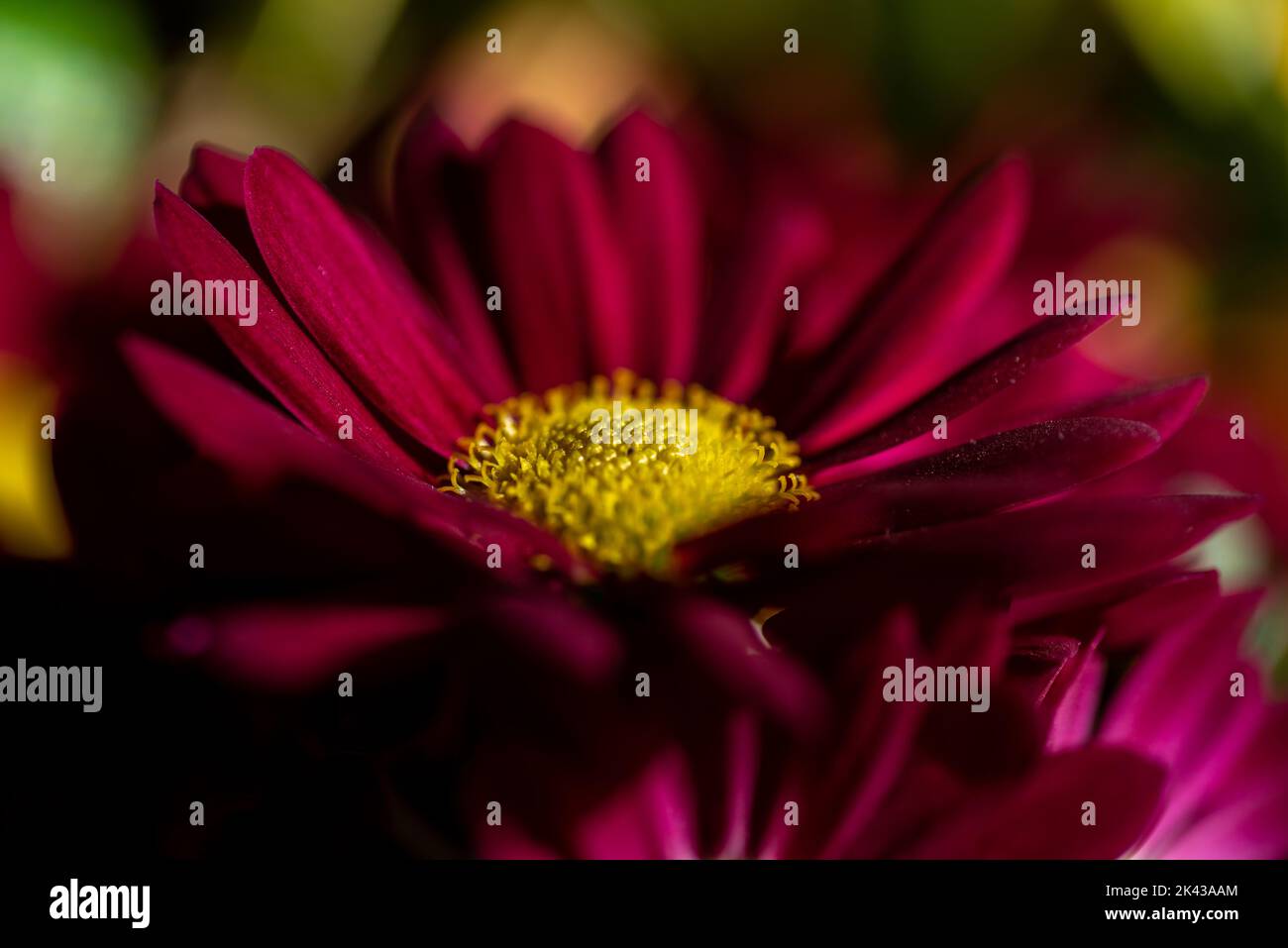 Senecio pulcher hi-res stock photography and images - Alamy